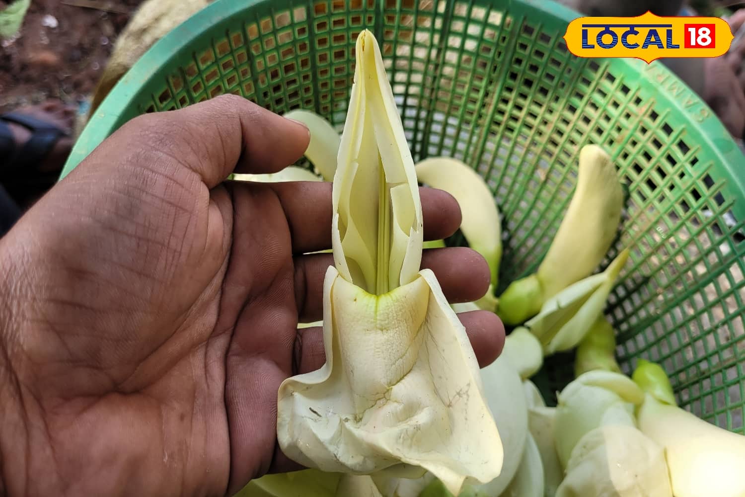 Vegetable Hummingbird Bok Ful ক্যানসার-কৃমি-কোষ্ঠকাঠিন্যর যম, সাদা এই ...