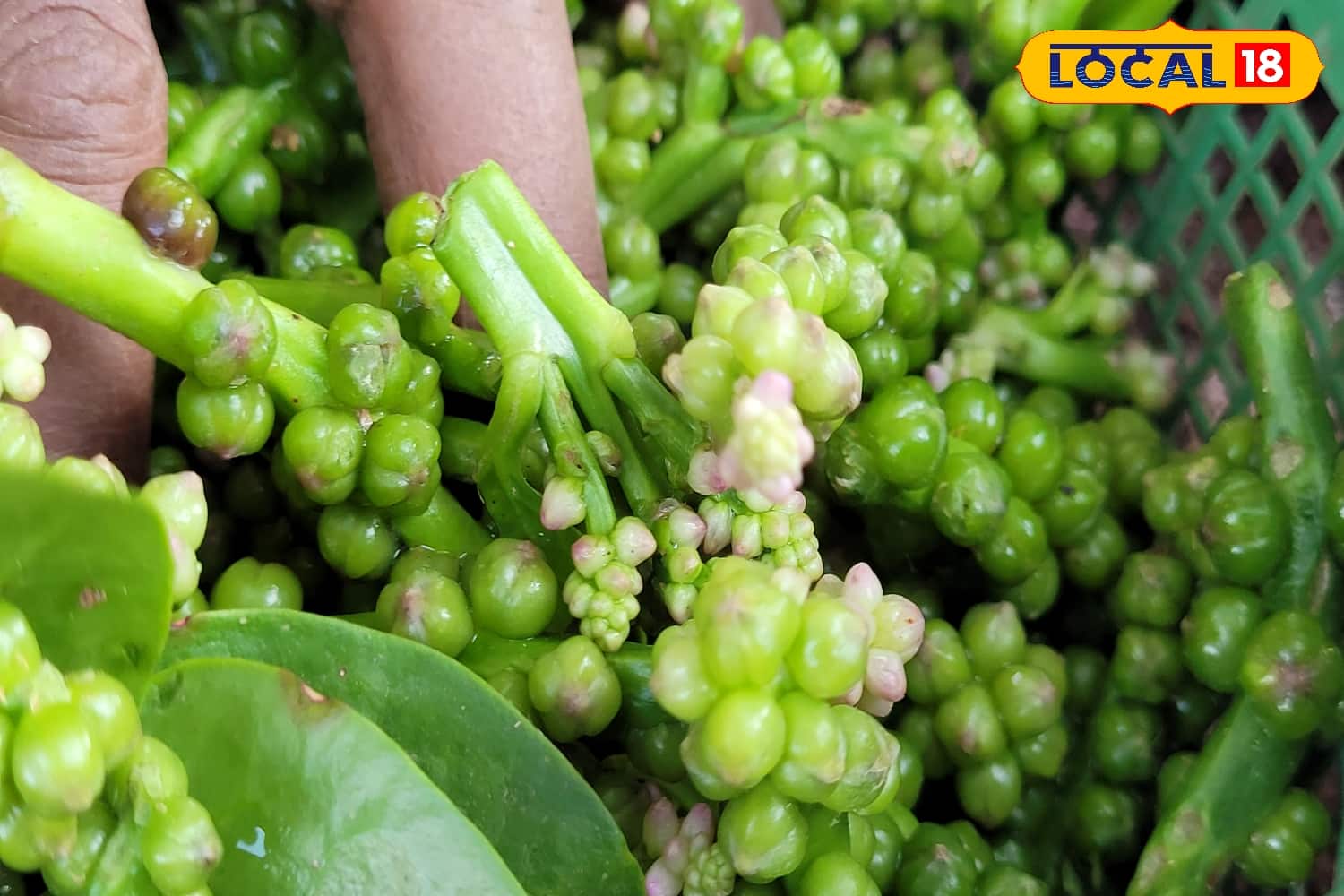 Healthcare: পুঁই শাকের ফল বা বীজ খেলে কী হয়? বিশেষজ্ঞের মত জানলে চমকে ...