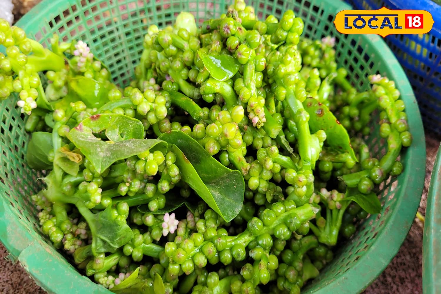 Healthcare: পুঁই শাকের ফল বা বীজ খেলে কী হয়? বিশেষজ্ঞের মত জানলে চমকে ...