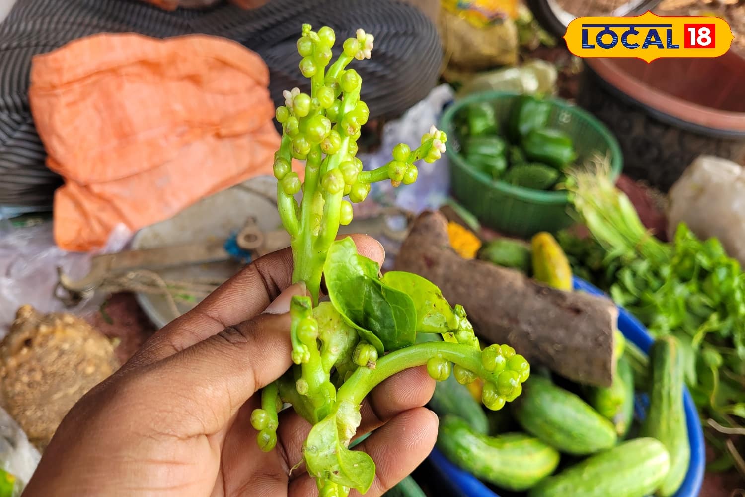 Healthcare: পুঁই শাকের ফল বা বীজ খেলে কী হয়? বিশেষজ্ঞের মত জানলে চমকে ...