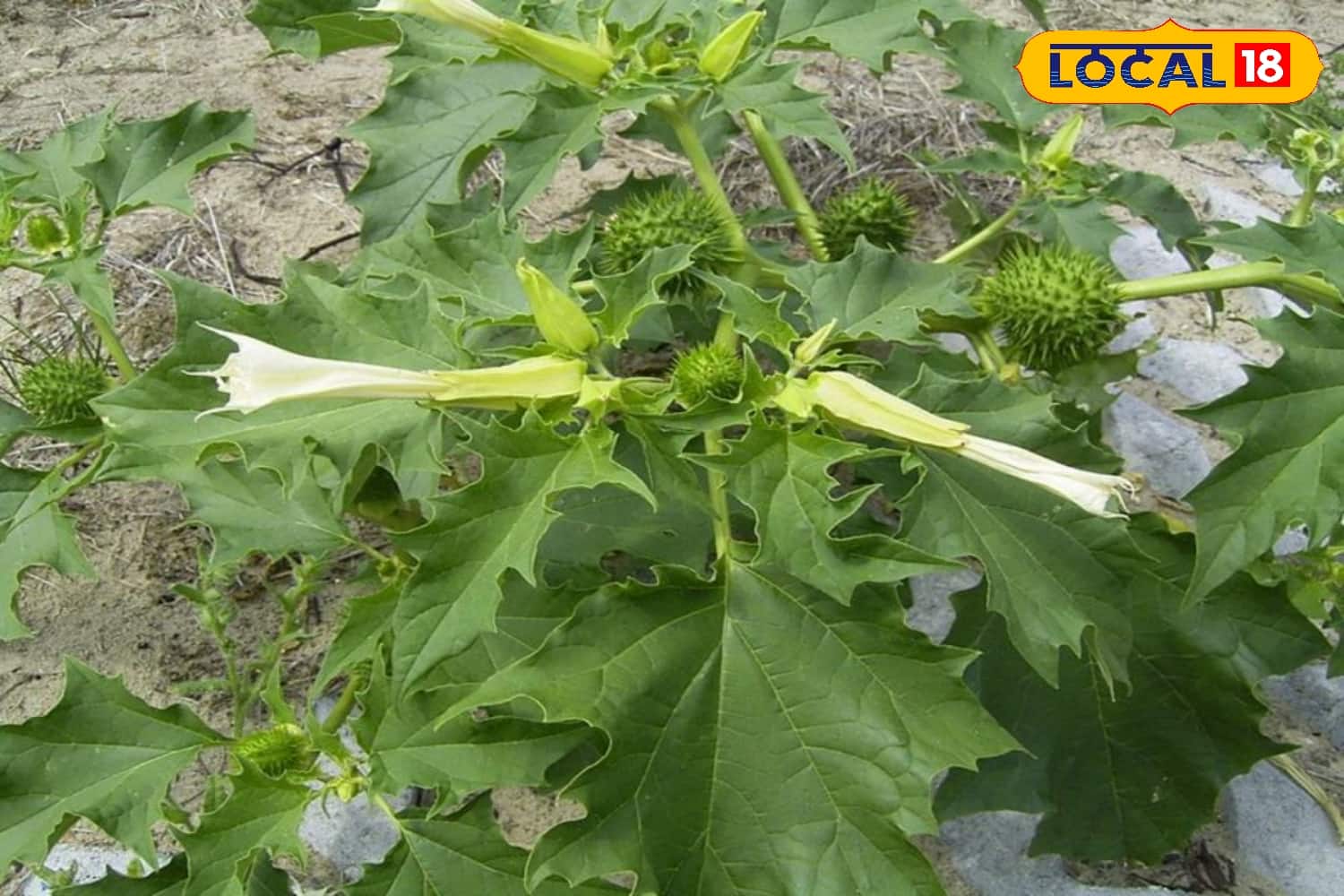 Dhutura Benefits: শুকনো ধুতরা ফুল ও পাতা বাসক পাতায় জড়িয়ে সিগারেটের ...