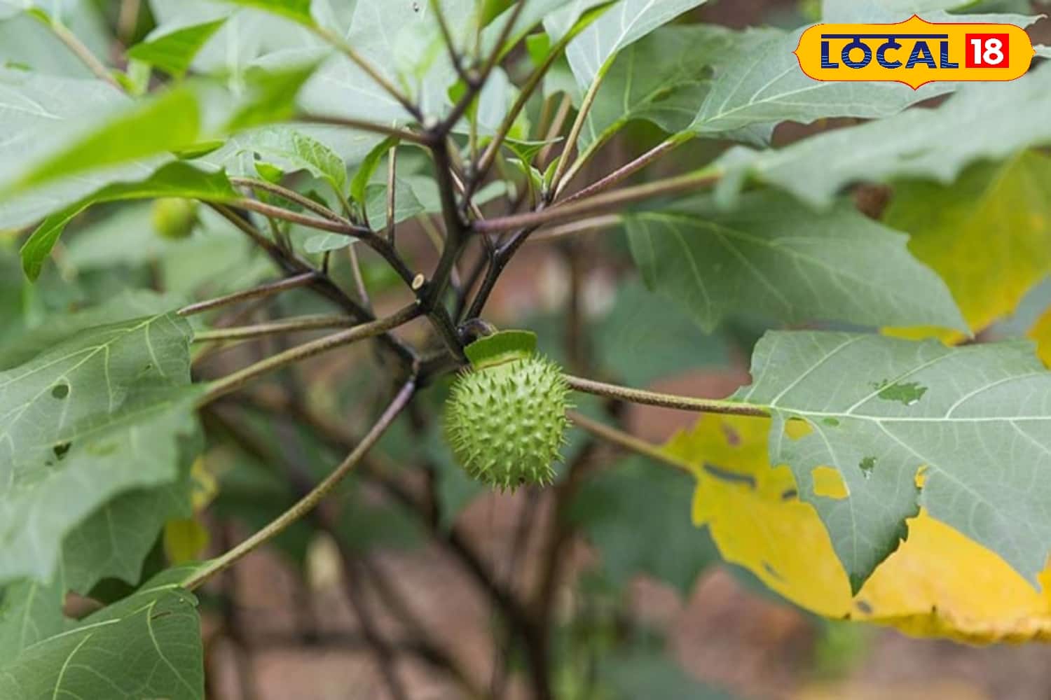 Dhutura Benefits: শুকনো ধুতরা ফুল ও পাতা বাসক পাতায় জড়িয়ে সিগারেটের ...