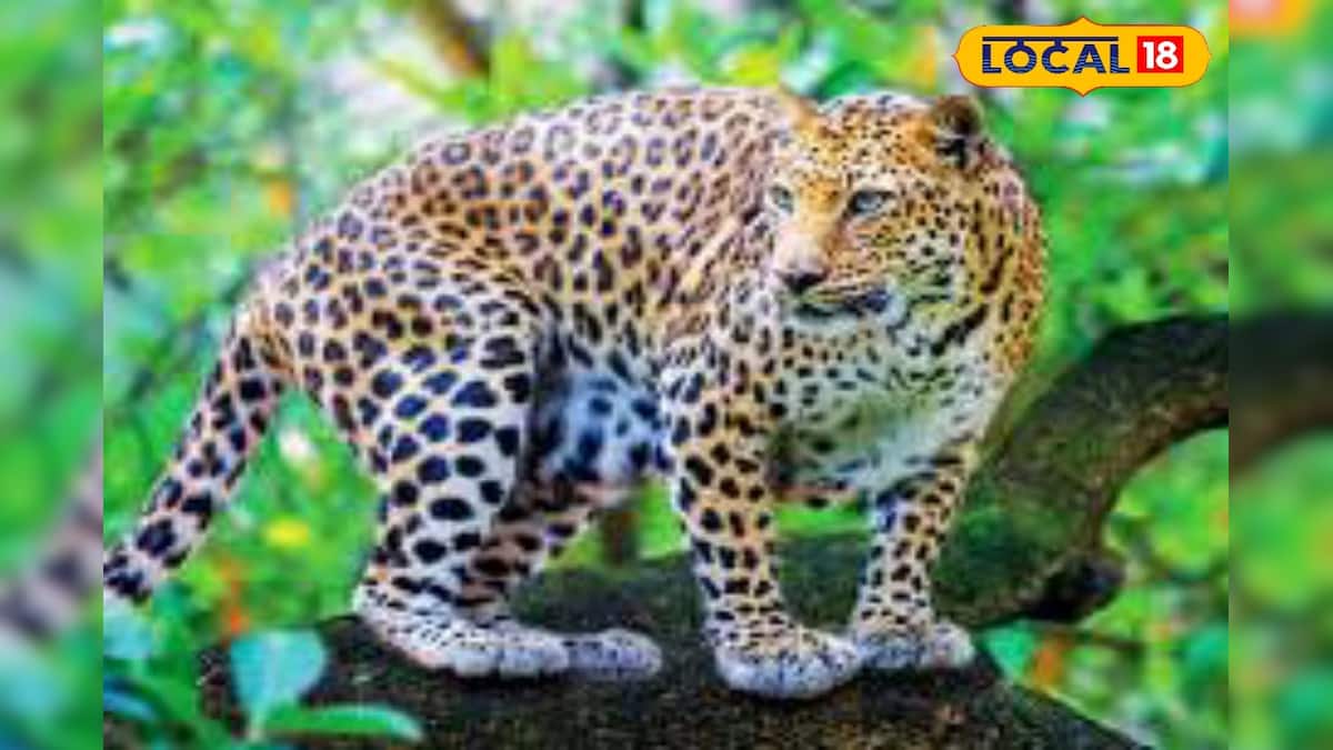 চিতার আক্রমণে জখম এক যুবক, বর্ষ শেষেও চিতা বাঘের আতঙ্কে দিন কাটছে ...