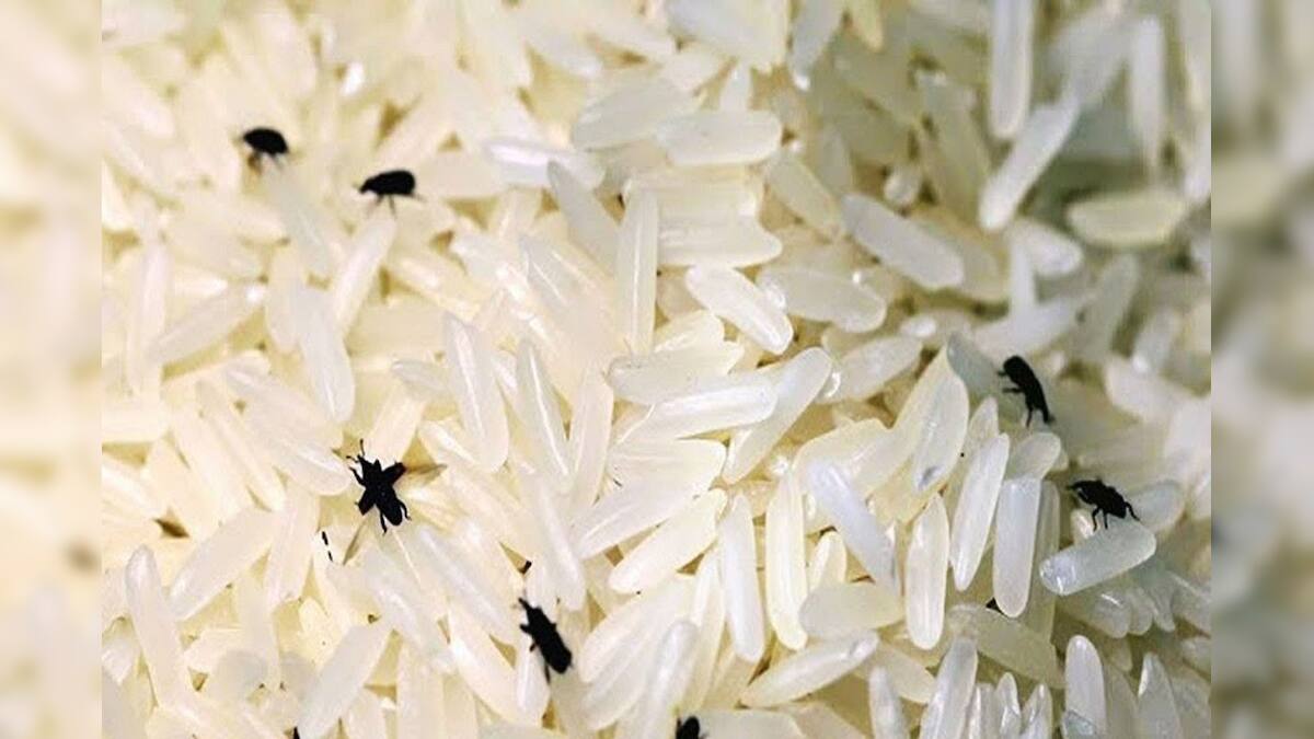 Home Remedies-Rice Bugs: চালে ছোট ছোট কালো পোকা ধরলে কী করবেন? জানুন ...