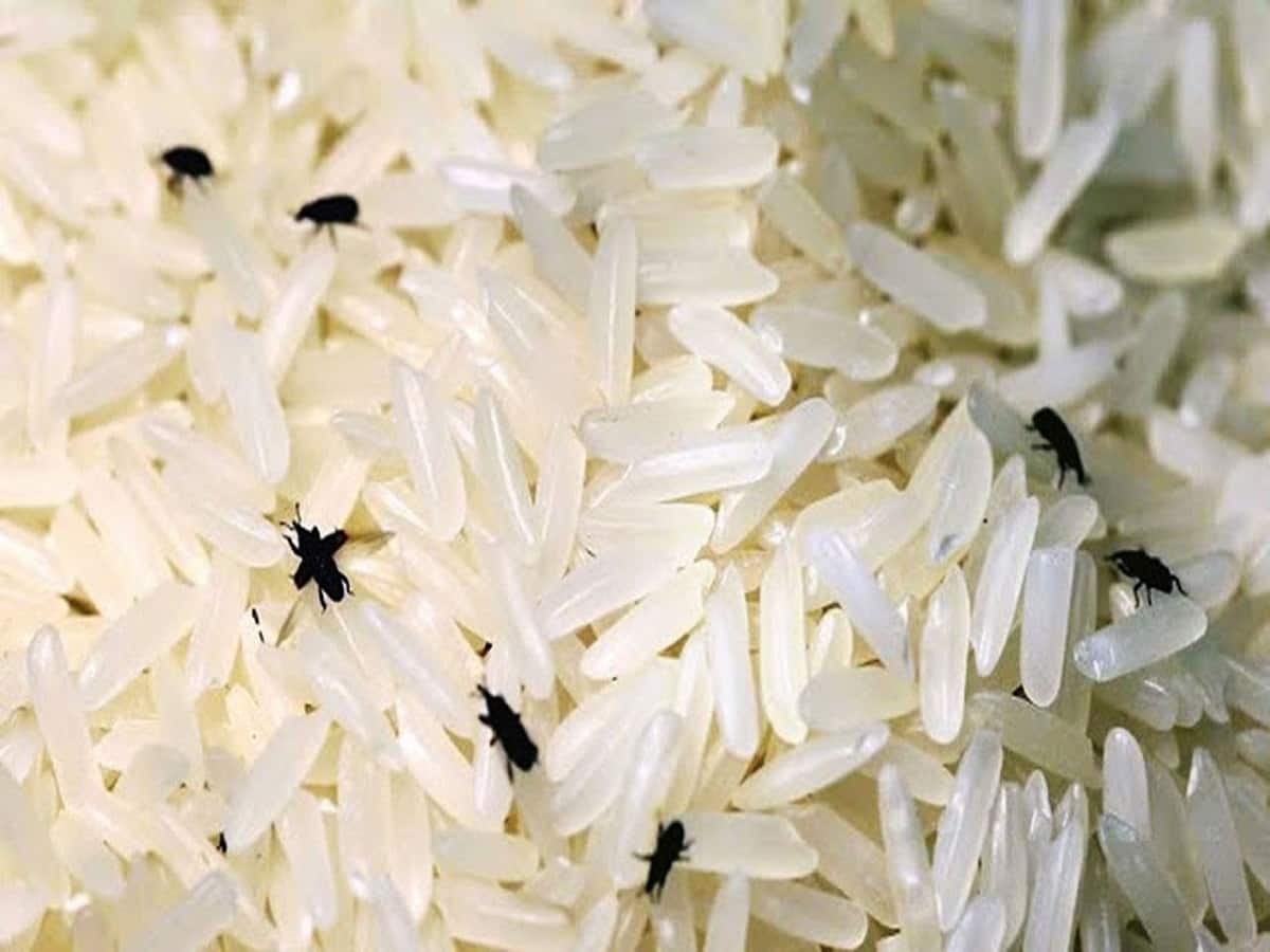 Home Remedies-Rice Bugs: চালে ছোট ছোট কালো পোকা ধরলে কী করবেন? জানুন ...