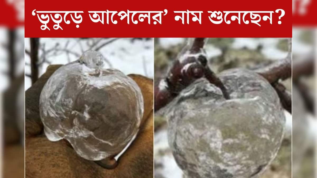 Ghost Apple: অদ্ভুত ফল? কাচের মতো স্বচ্ছ, ভাঙা যায় না এত শক্ত ...
