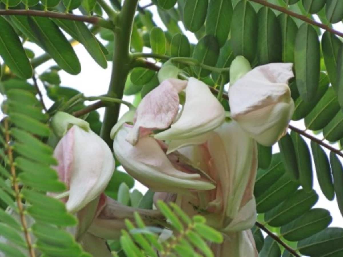 Cold and Cough Problem: ওষুধ ছাড়াই কমবে সর্দি-কাশি! একাধিক রোগেরও যম ...