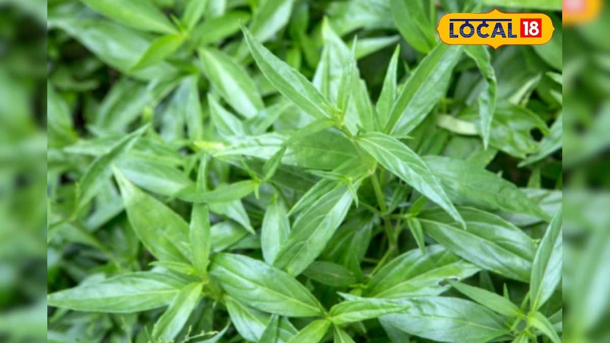 Kalmegh Leaves Health Benefits স্বাদ ভাল নয়, কিন্তু কাজ অব্যর্থ ...