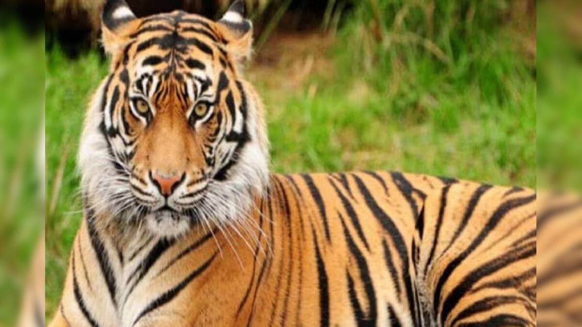 Royal Bengal Tiger in Sikkim: কা‍ঞ্চনজঙ্ঘার পাশে বরফে ঢাকা ১২ হাজার ফুট ...