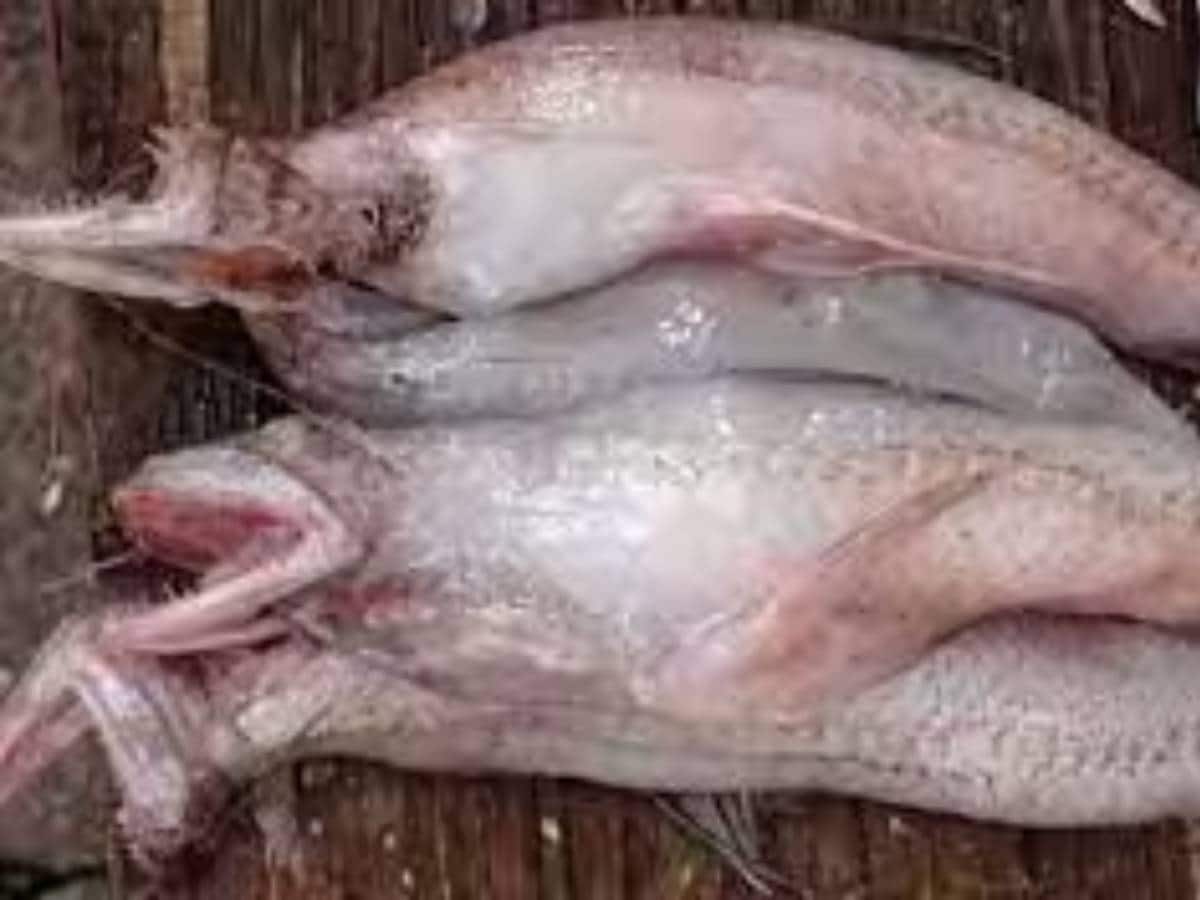 Loitta Fish Benefits: গুনে গুনে এক ডজন রোগ থেকে আপনাকে সুস্থ রাখে লোটে ...