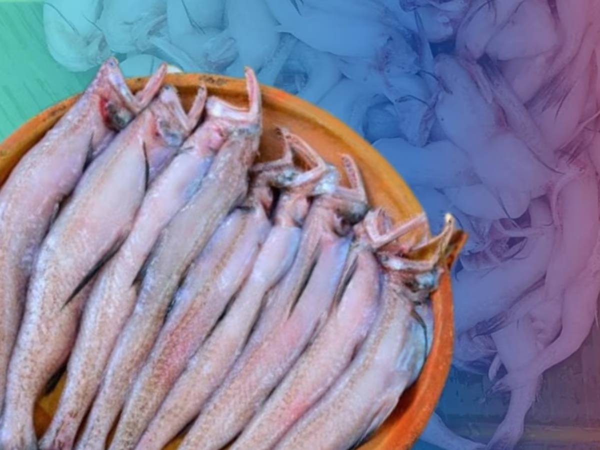 Loitta Fish Benefits: গুনে গুনে এক ডজন রোগ থেকে আপনাকে সুস্থ রাখে লোটে ...