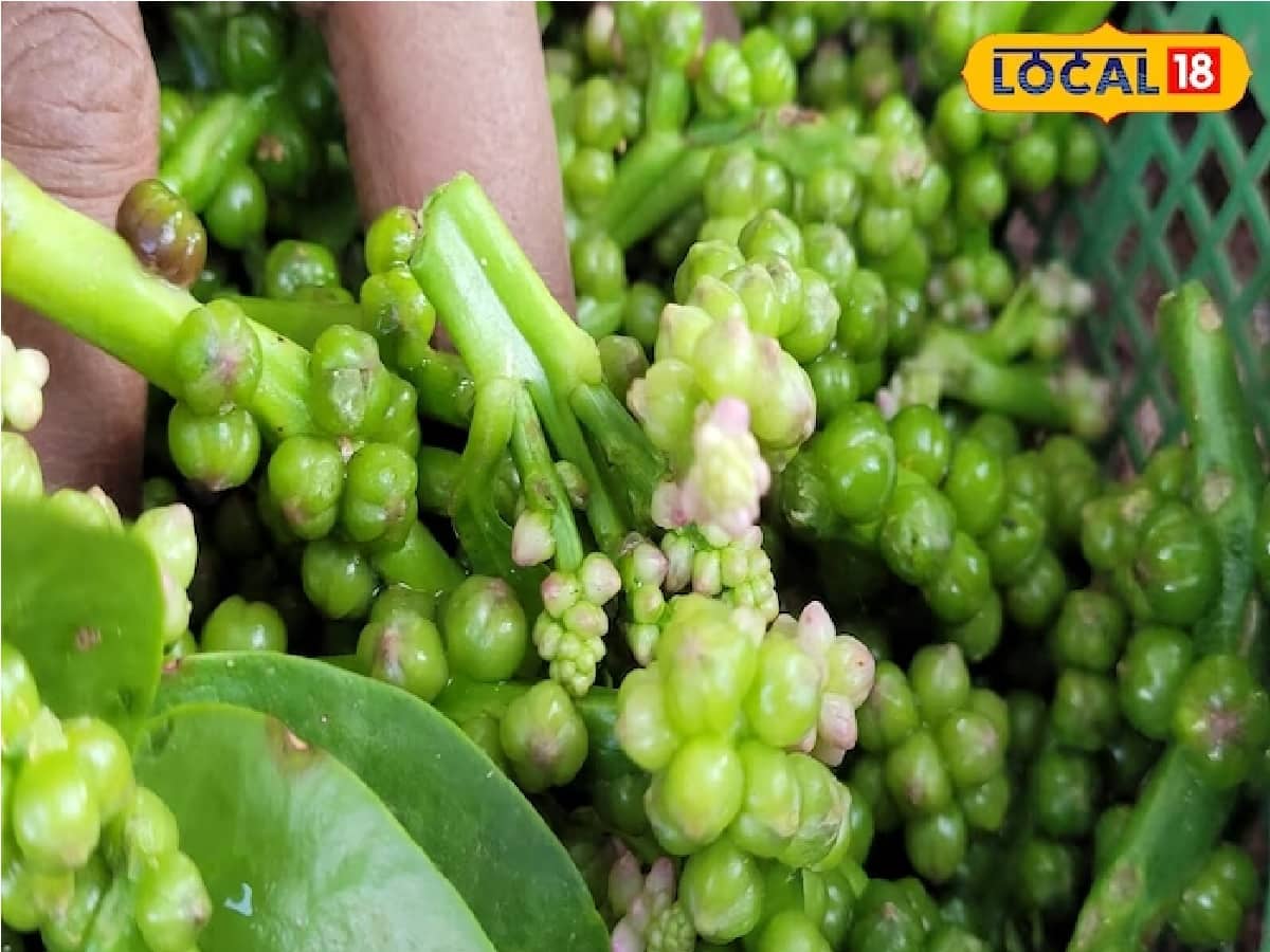 Pui Sak: পুঁই শাককে জাতের খাবার ভাবেন না! তার আবার বীজ, গুণ জানলে ...