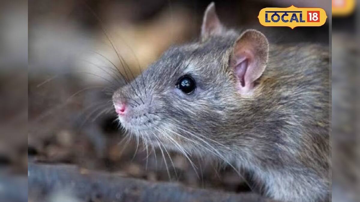 Rat Repellent hacks | একটুকরো পেঁয়াজেই ঘায়েল ইঁদুর! মুক্তি দেয় ...