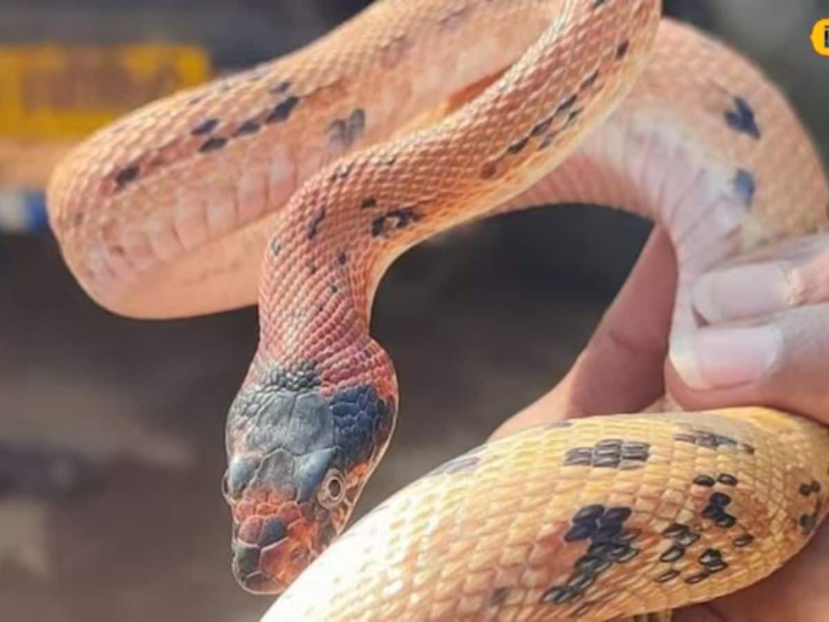 Snake: বিষধর হোক বা নির্বিষ, সব সাপের খোলসের রঙ একই! কারণটা অবাক করবেই ...