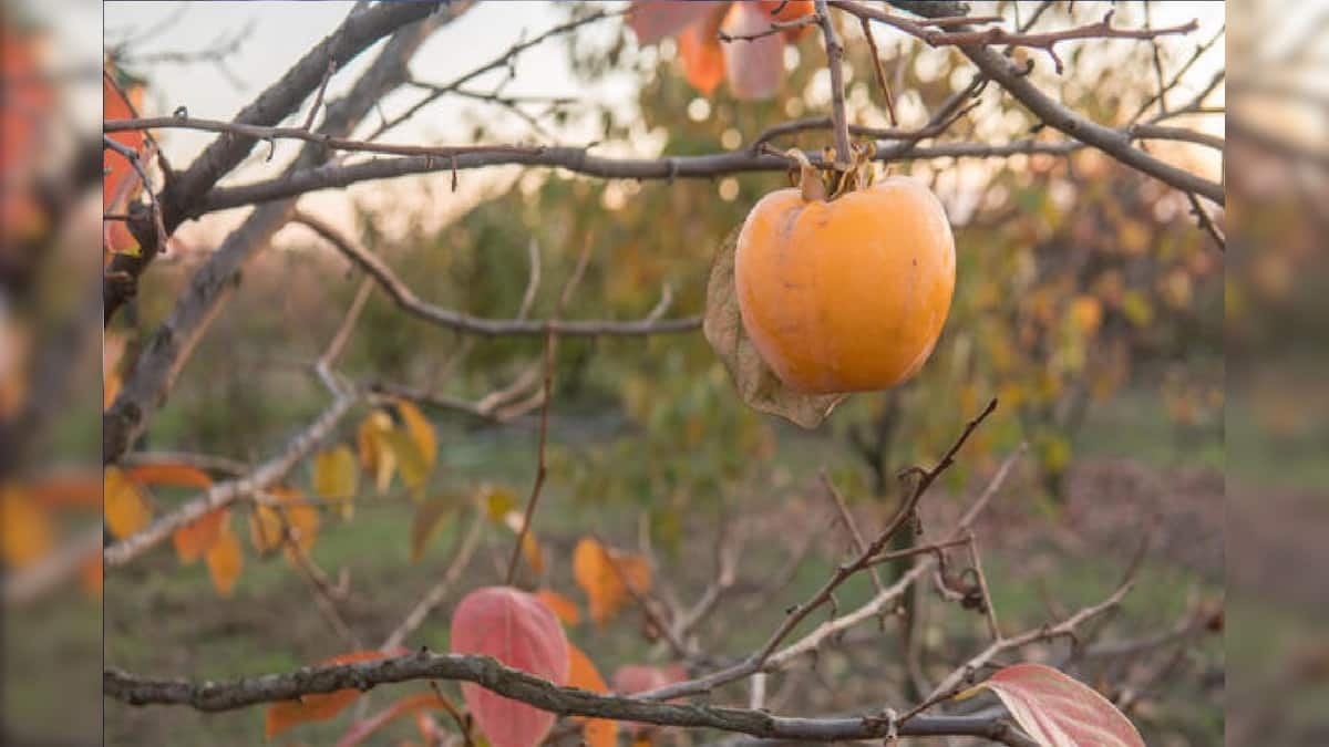kaku fruit is Japanese fruit like tomato, টমেটার মতো জাপানি ফল দেখুন ...