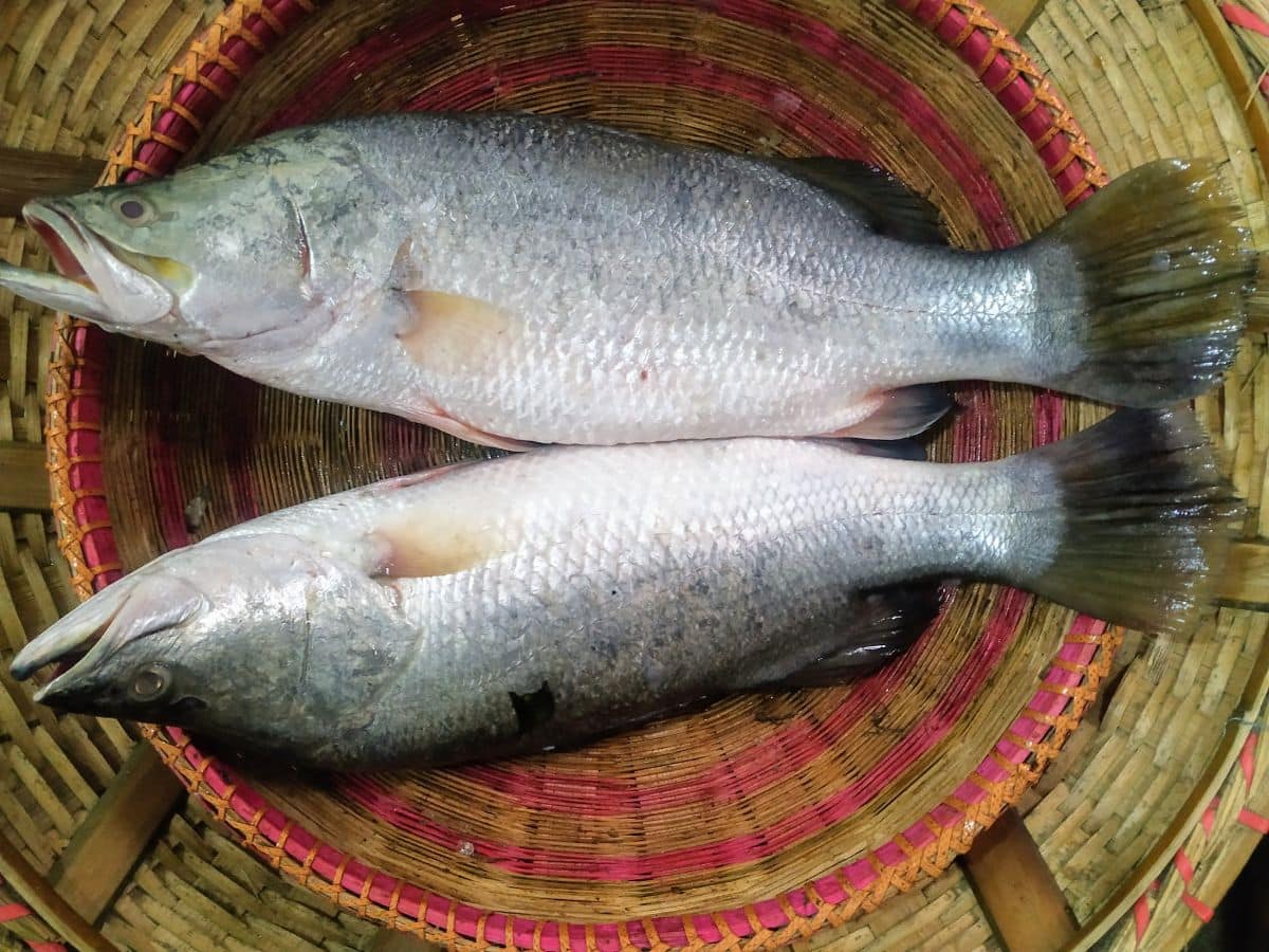 Barramundi Bhetki Fish Side Effects: ভেটকি ভালোবাসেন? কিন্তু এই মাছ ...