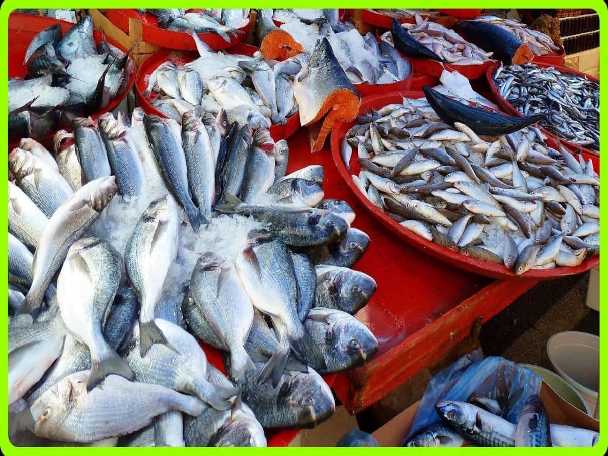 Indian Salmon Gurjali Fish Effects: দুর্দান্ত সুস্বাদু...! 'এই' মাছ ...