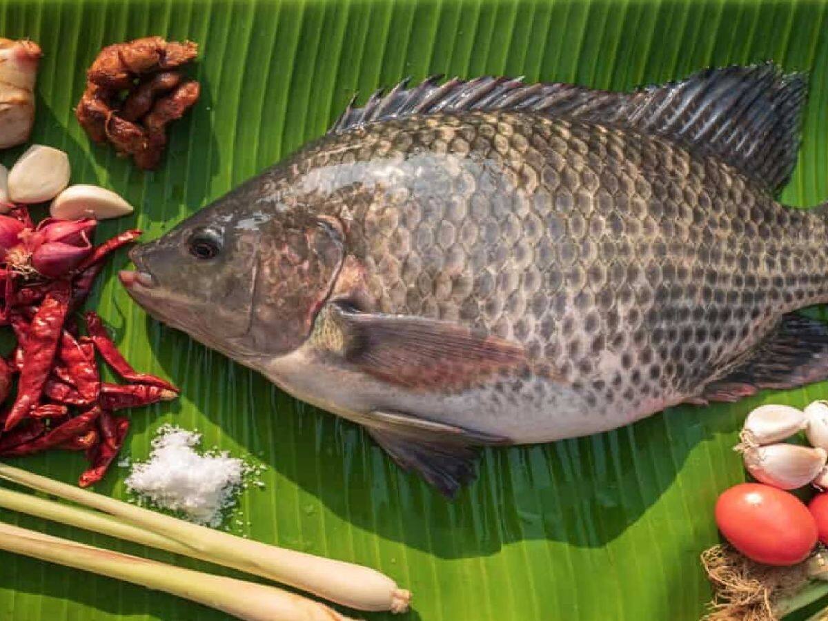 Tilapia Telapia Fish Effect: তেলাপিয়া মাছ প্রিয়...? আবার 'ছোঁওয়ার ...