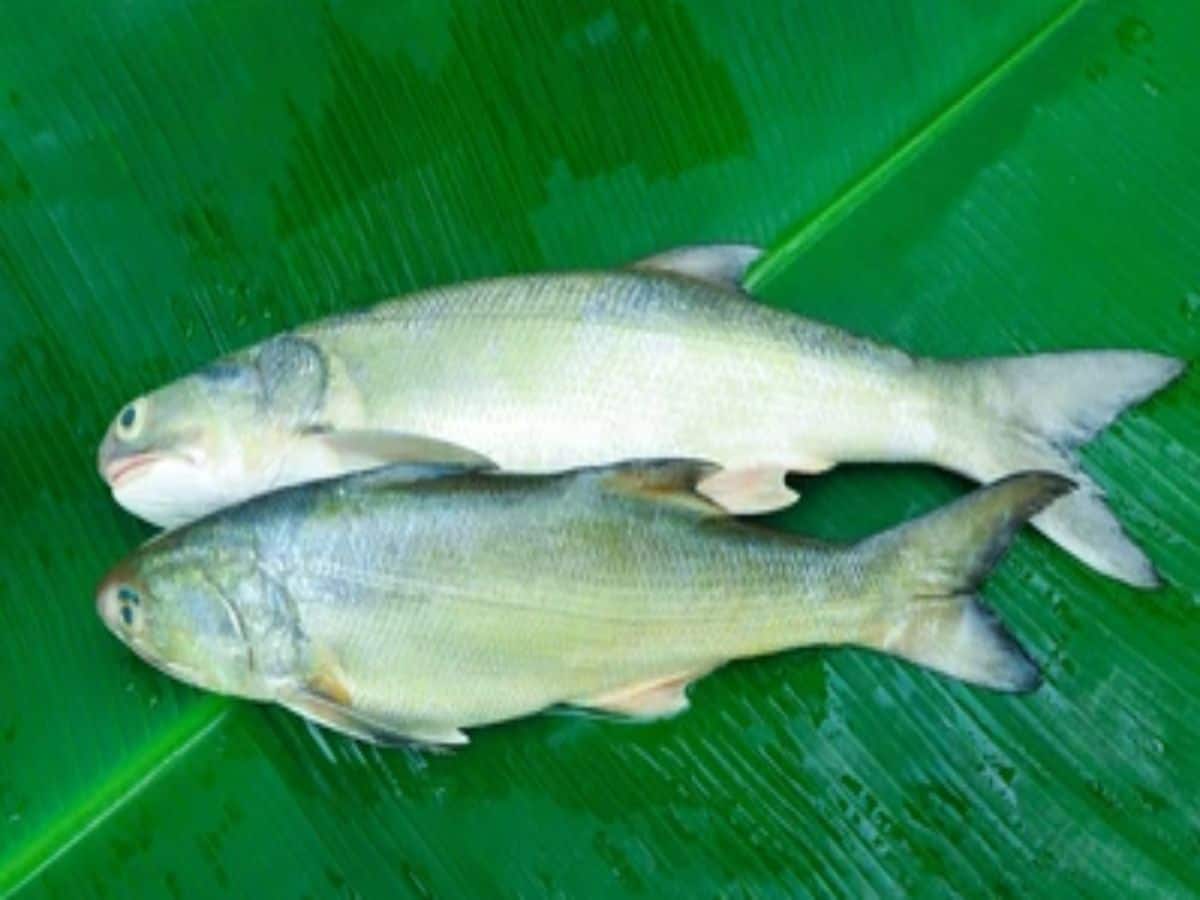 Indian Salmon Gurjali Fish Effects: দুর্দান্ত সুস্বাদু...! 'এই' মাছ ...