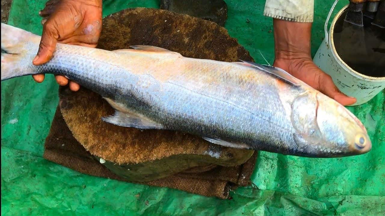 Indian Salmon Gurjali Fish Effects: দুর্দান্ত সুস্বাদু...! 'এই' মাছ ...