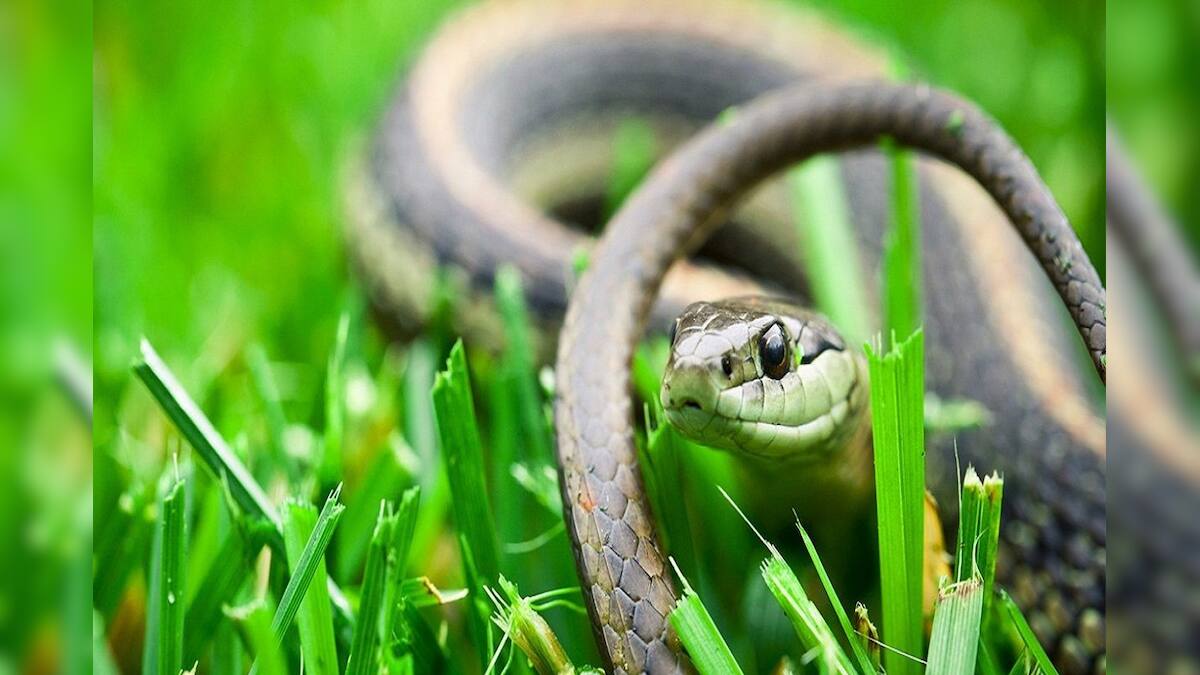 আসানসোলে সাপের বিষ-সহ ধৃত ৪| Snake poison was recovered