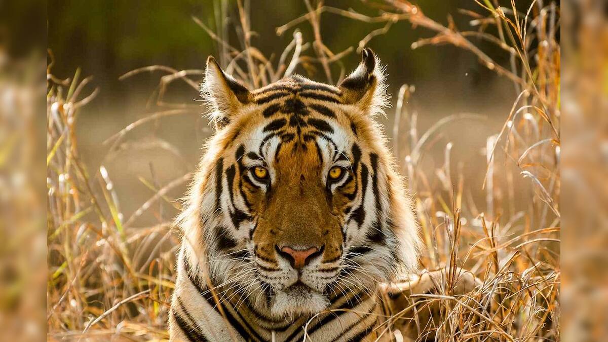 Sunderban Tiger Attack: পরপর দু'দিন, সুন্দরবনে ফের এক মৎস্যজীবীকে তুলে ...