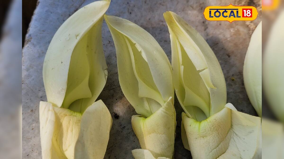 Vegetable Hummingbird Bok Ful ক্যানসার-কৃমি-কোষ্ঠকাঠিন্যর যম, সাদা এই ...