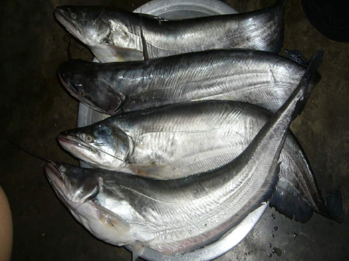 Helicopter Catfish Benefits গোঁফ-দাঁতযুক্ত মিষ্টিজলের হাঙর, অনেকেই ...