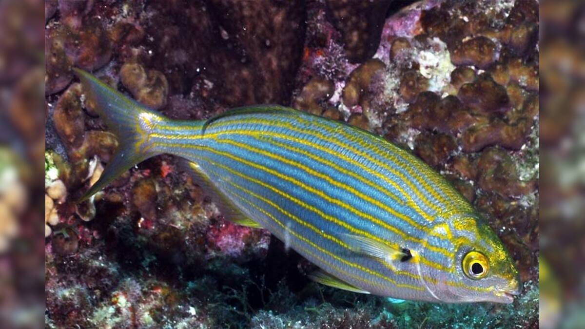 Addictive Fish: মাদক LSD-কেও হার মানায়, একবার এই মাছ খেলে নেশা থাকে ৩৬ ...