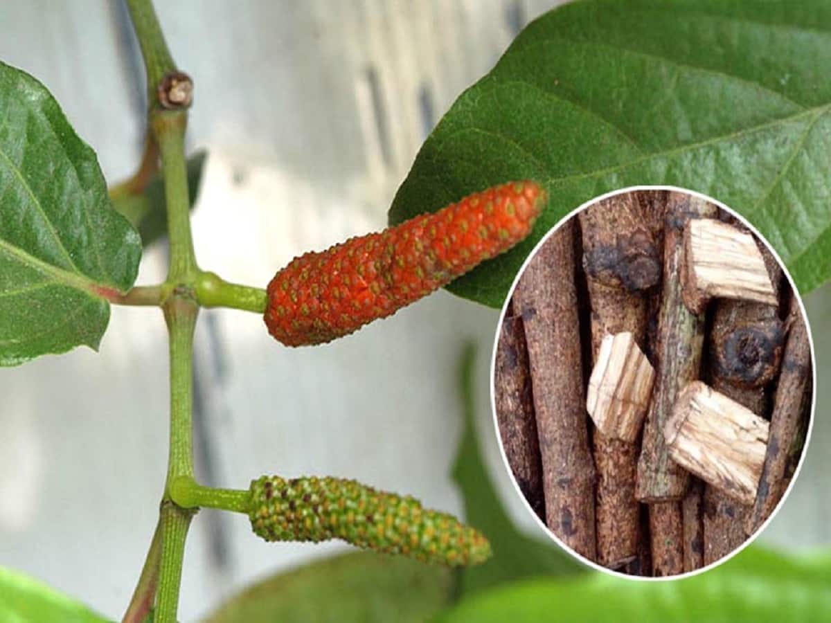 Chui Jhal Health Benefits আগাছার মতো চেহারা, কিন্তু শরীরের গিটে গিটে ...