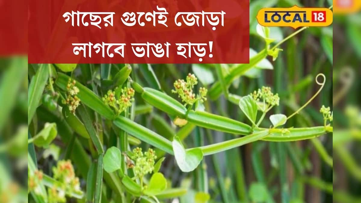 Bone health: ভাঙা হাড়ও জোড়া লেগে যায়! আগাছা ভেবে ভুল করছেন না তো? এই ...