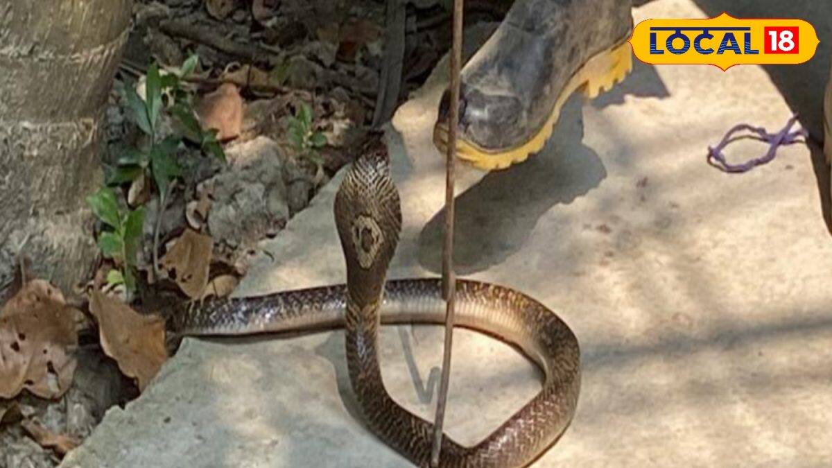 Snake Bite: এক-এক সাপের কামড়ে এক-এক রকম, কোন ছোবলে হবে ছবি, জেনে নিন ...