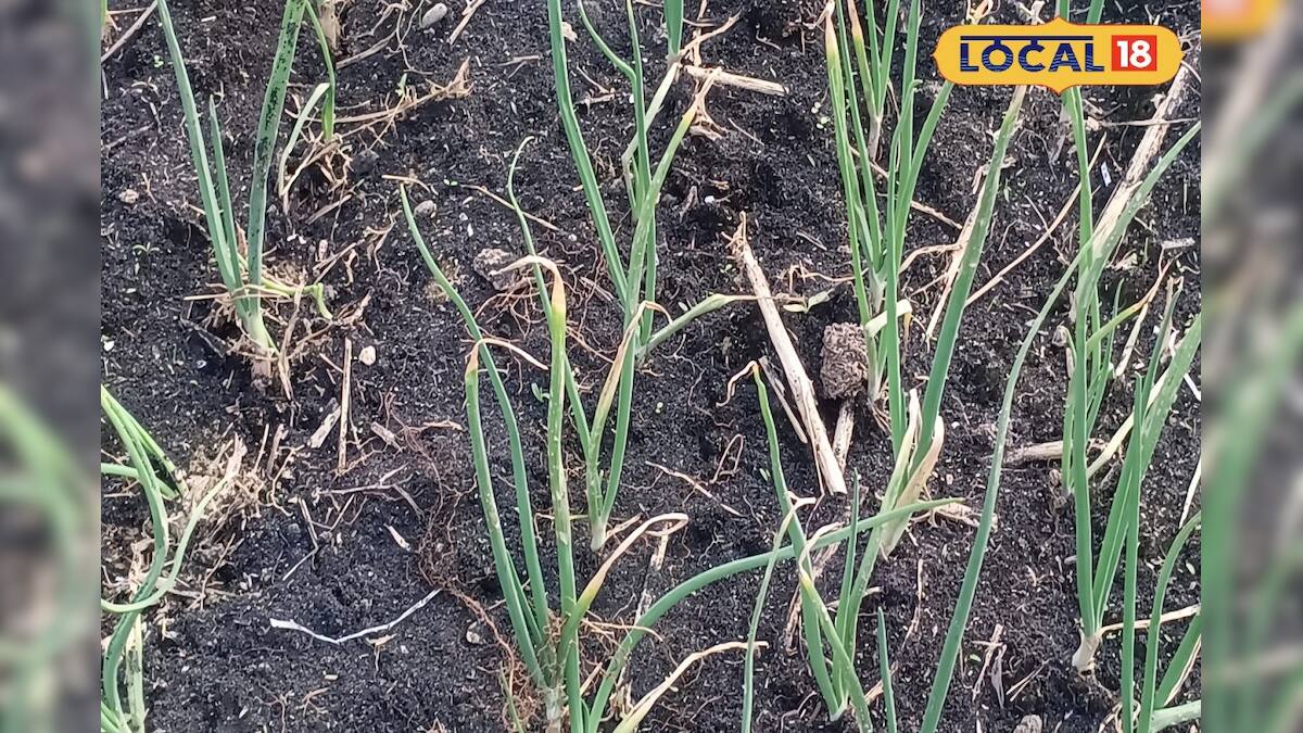 Onion Farming Tips: ছাদ বাগানেই লাগান পেঁয়াজ! সারা বছর মিলবে বিনা ...