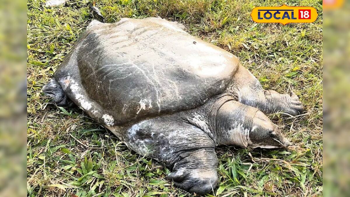 একের পর এক কচ্ছপের মৃত্যুতে উদ্বেগ বাড়ছে পরিবেশপ্রেমীদের ...