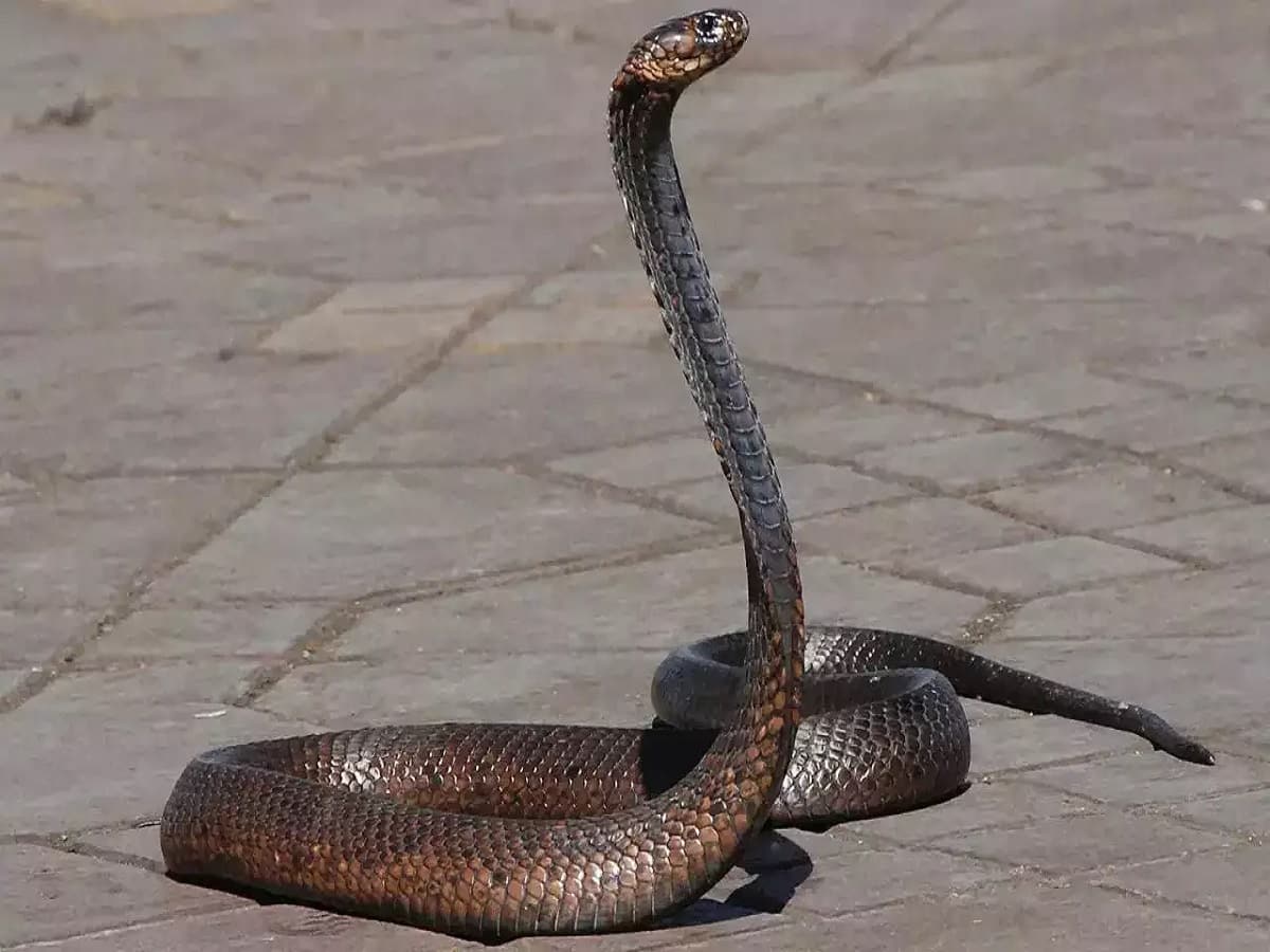 Snakes in Dream Meaning স্বপ্নে সাপ দেখতে পাওয়া কীসের ইঙ্গিত জানেন ...