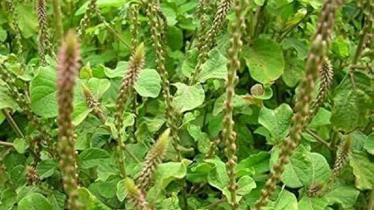 Snake bite: যত বিষাক্ত সাপ-ই হোক না কেন, এই গাছের কাছে কাবু, সাপ-বিছের ...