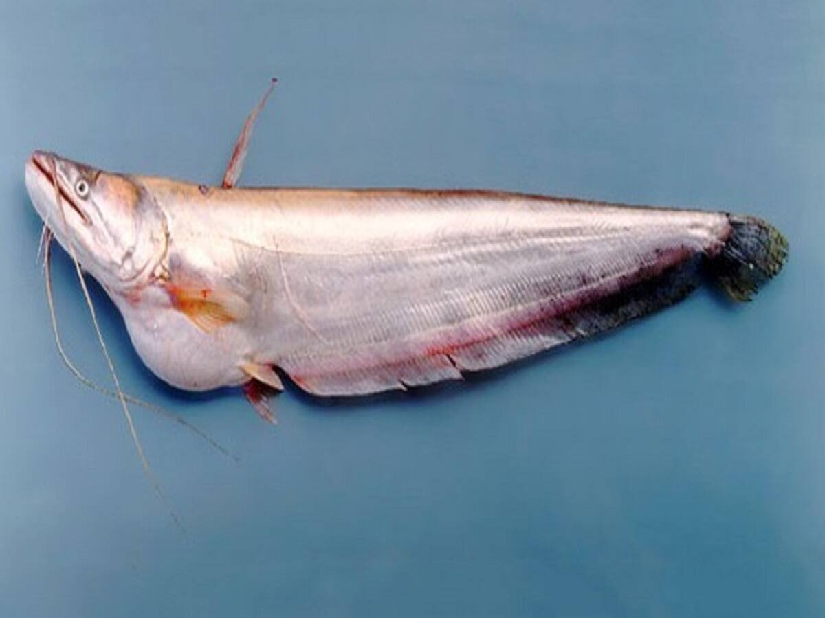 Helicopter Catfish Benefits গোঁফ-দাঁতযুক্ত মিষ্টিজলের হাঙর, অনেকেই ...