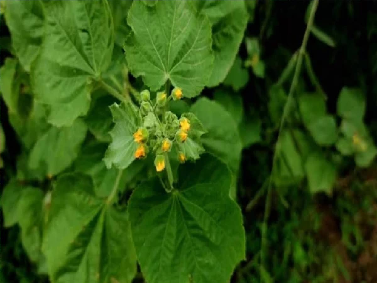 Health Care | একটি পাতা বা ফুলই যথেষ্ট! ঝোপে জন্মানো এই গাছ ডায়াবেটিস ...