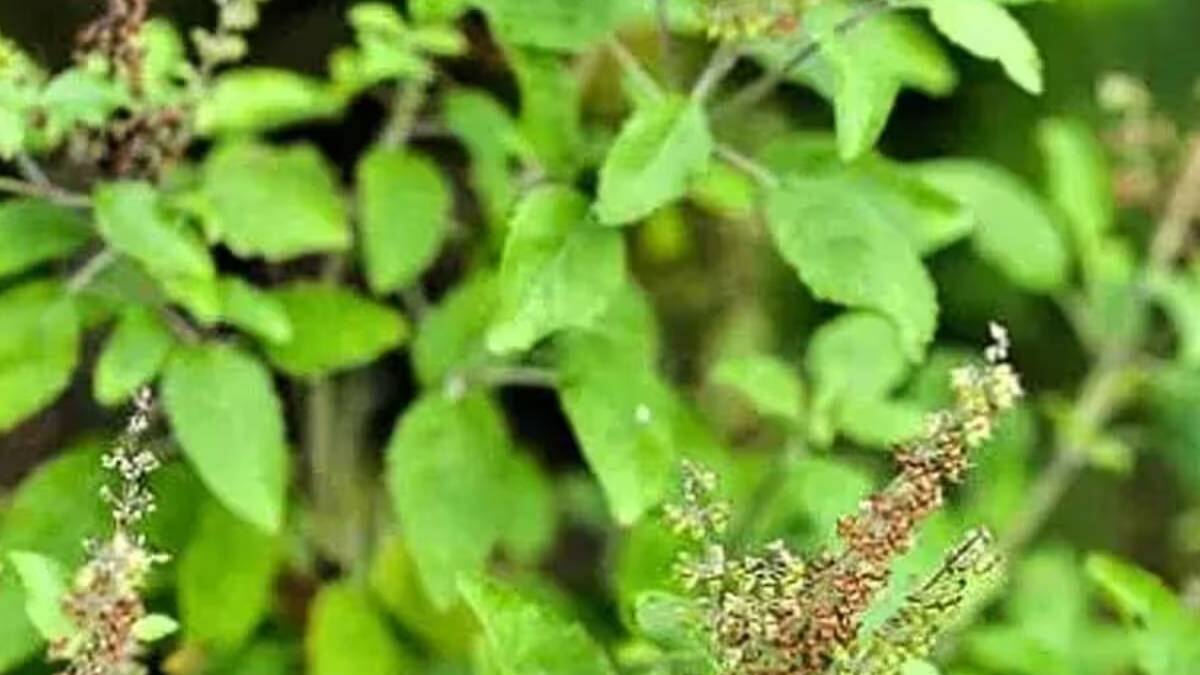 Vastu Tips for Tulsi Plant: বাড়ির কোন দিকে তুলসিগাছ রাখলে সংসারে ...