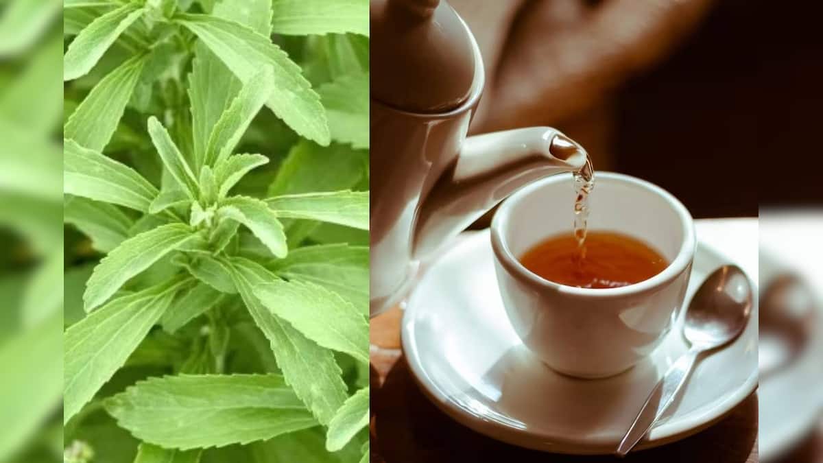 Benefits of Stevia: চিনি লাগবে না! চায়ে মেশান এই পাতা, দারুণ স্বাদ ...