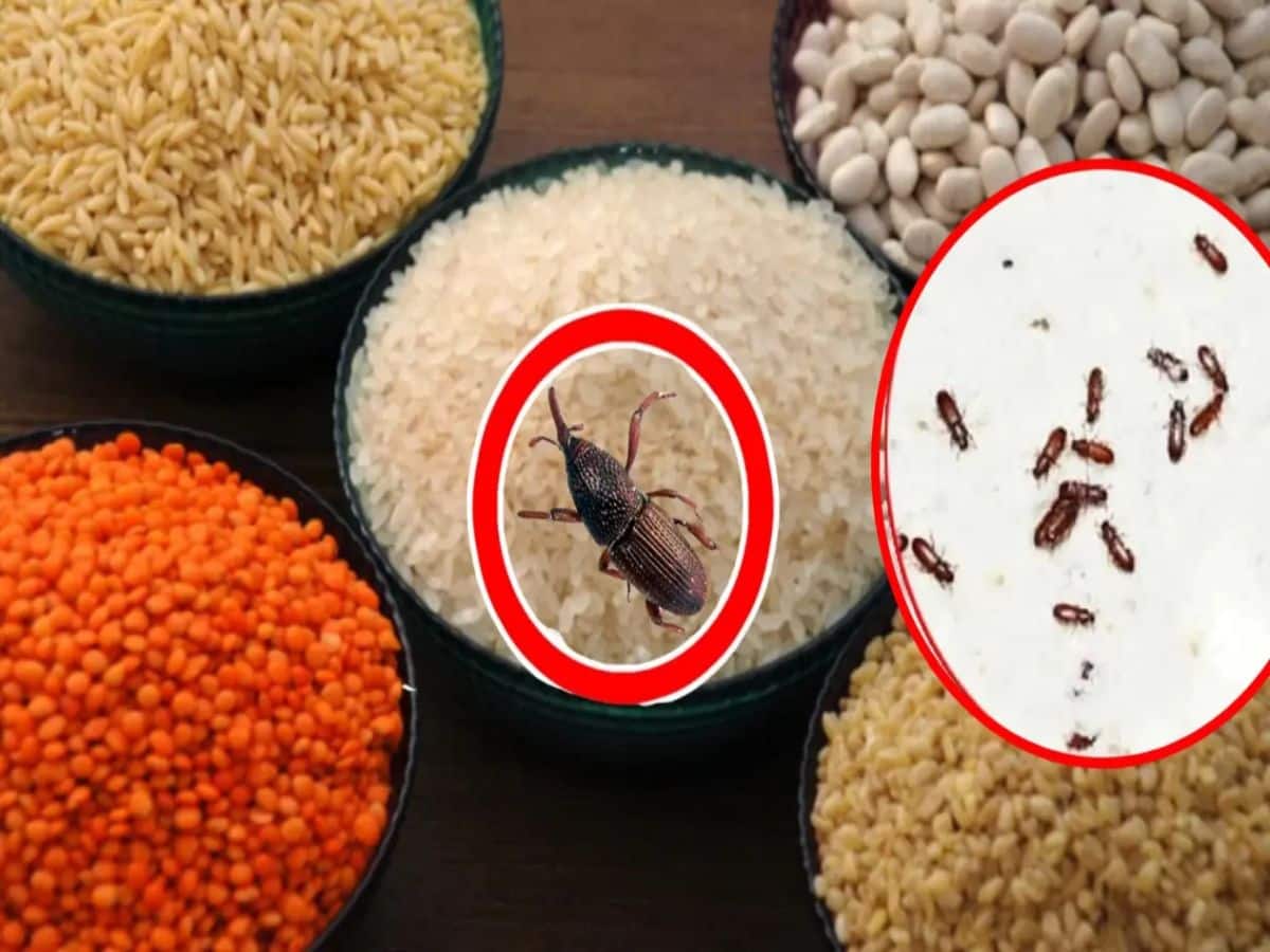 Bugs In Pulses: ডালে গিজগিজ করছে কালো পোকা...? কৌটো কৌটো ডাল নষ্ট ...