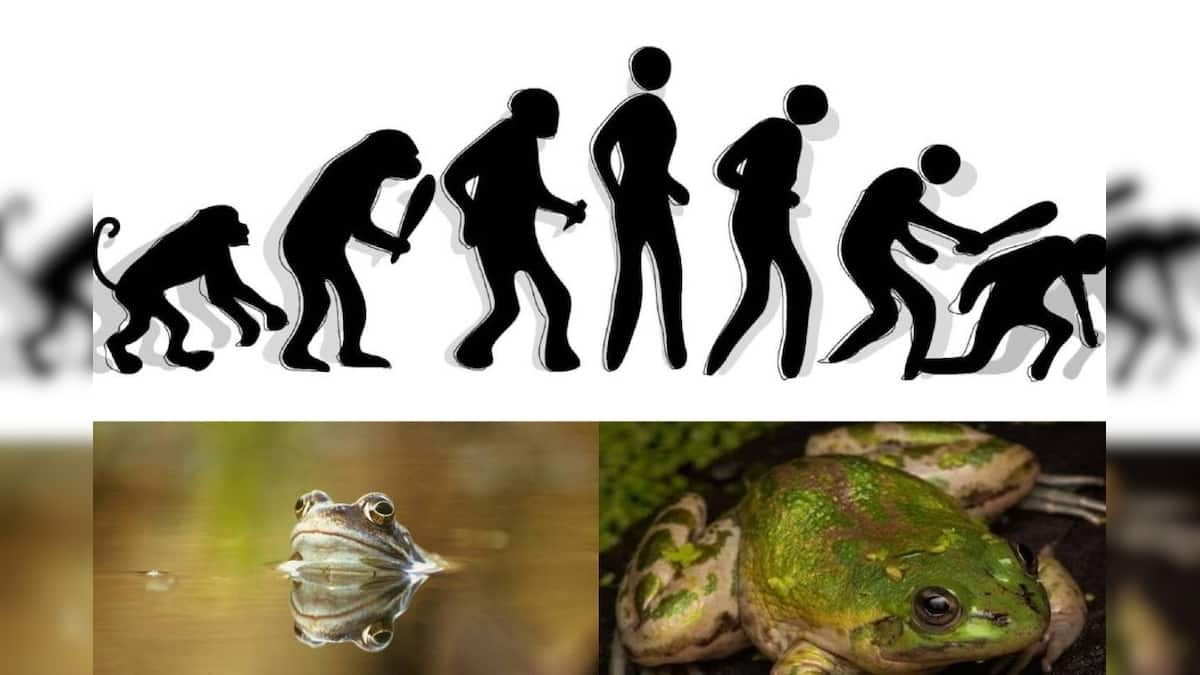 Paradoxical Frog: বয়স বাড়ার সঙ্গে সঙ্গে ছোট হতে থাকে আকারে! উল্টো ...