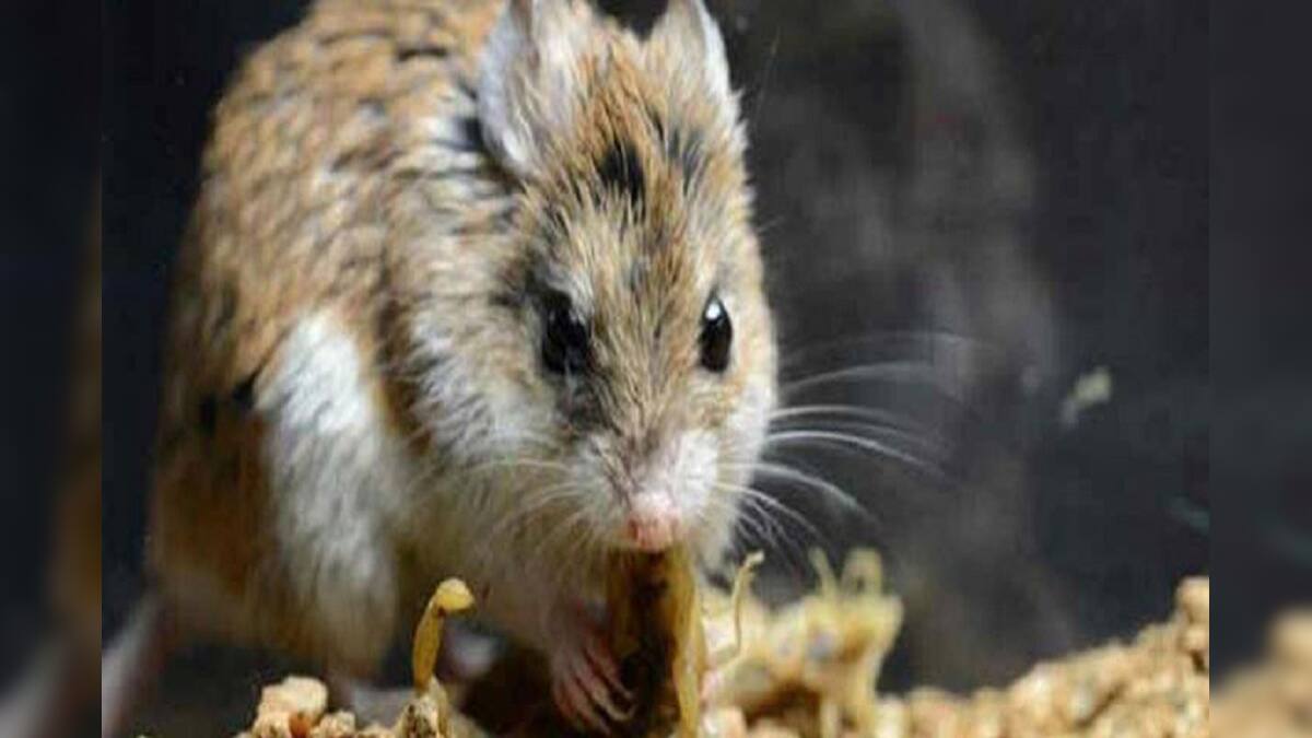 Fun Facts: কাগজ, কাপড় তো ইঁদুরের খাবার নয়, তারপরও সে এসব কাটে কেন ...