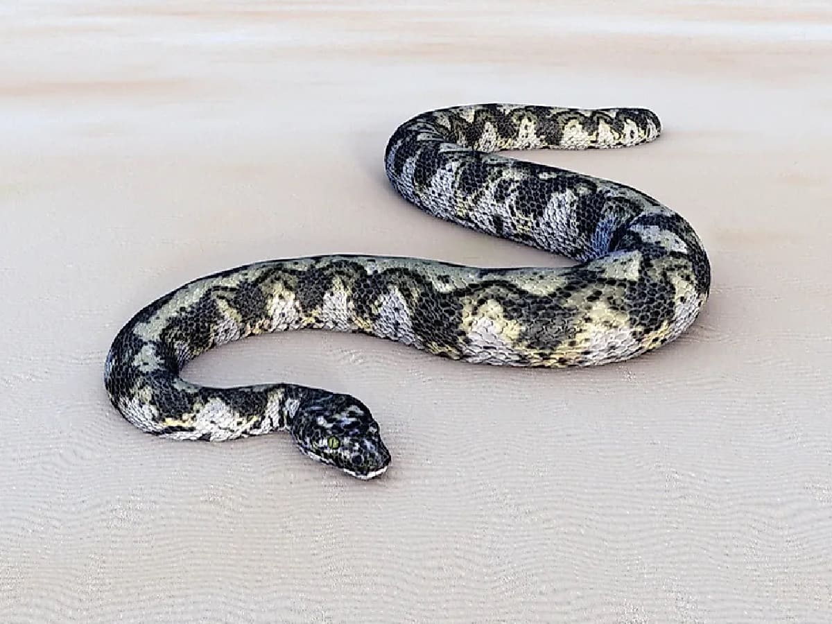 know about titanoboa snake world's biggest animal, টাইটানোবোয়া সাপ ছিল ...