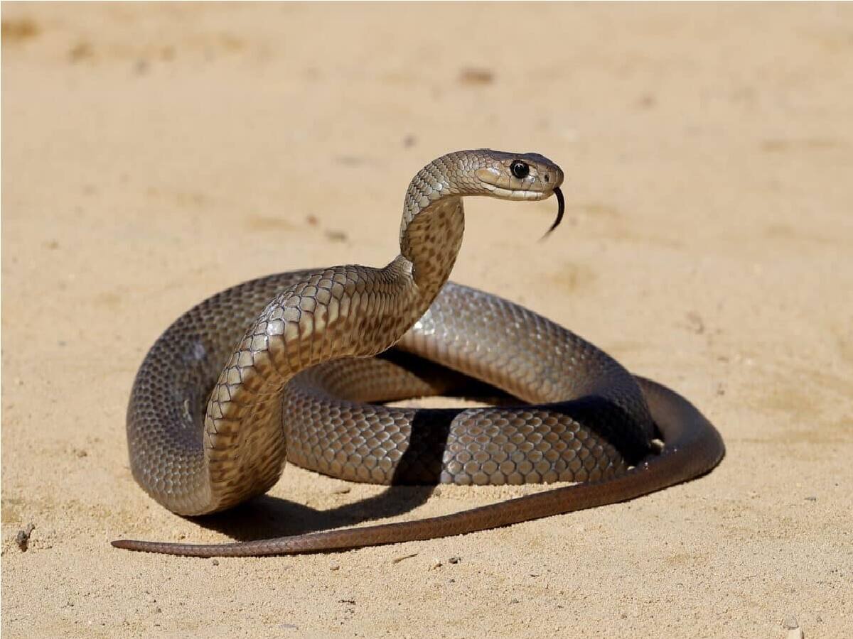 Snake Blood: সাপ শব্দটা শুনলেই শিউড়ে ওঠেন, সেই সাপের রক্তই খেয়ে নেয় ...