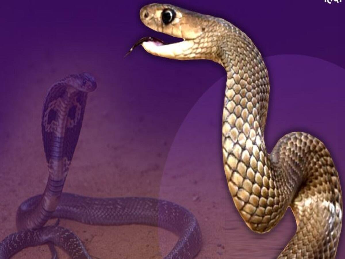 Snakes: মেরে ফেললেও কি বেঁচে থাকে সাপ, কাটা মাথা দিয়ে ছোবল মারে? জানুন ...