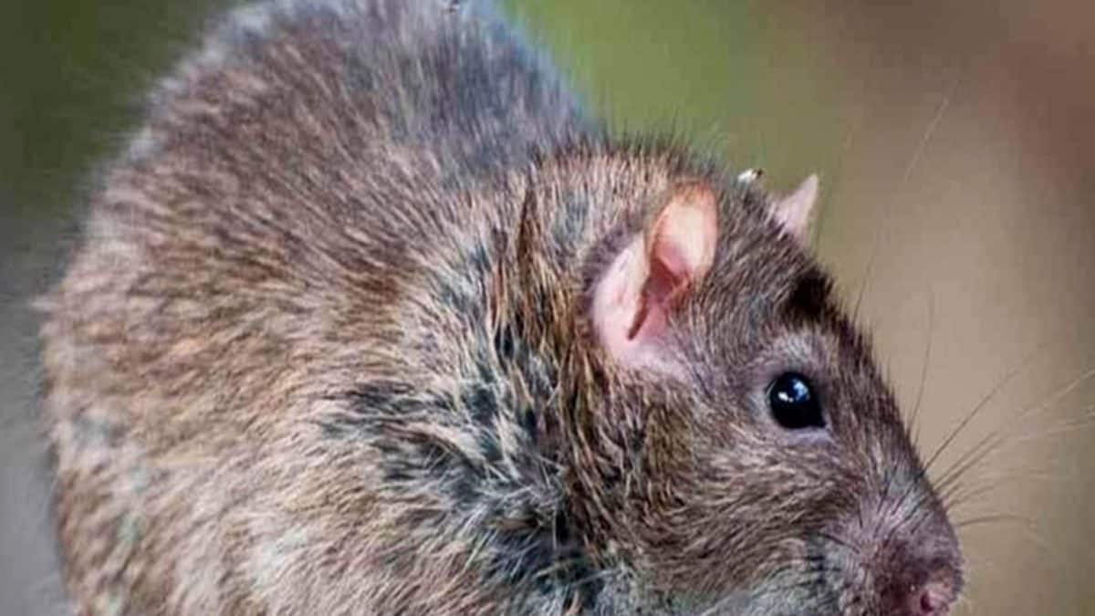 Tips To Drive Off Rats: ঘরবাড়ি পরিষ্কার রাখার পর-ও ইঁদুরের উপদ্রব ...