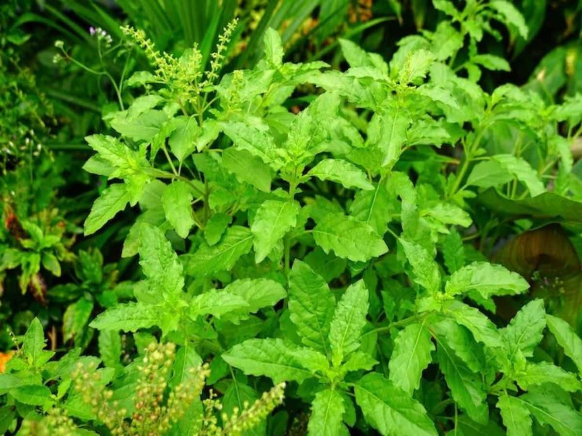 Tulsi Health Benefits: আয়ুর্বেদিক 'ব্রহ্মাস্ত্র'! হাজারও রোগের যম ...