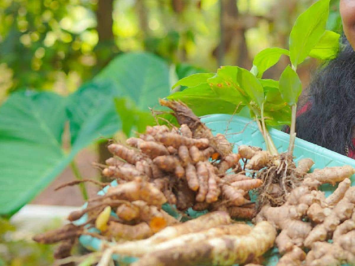 Wild Turmeric: বুনো ভেবে পাত্তা দেন না? কিন্তু জানেন কি ‘এই’ একটি গাছই ...