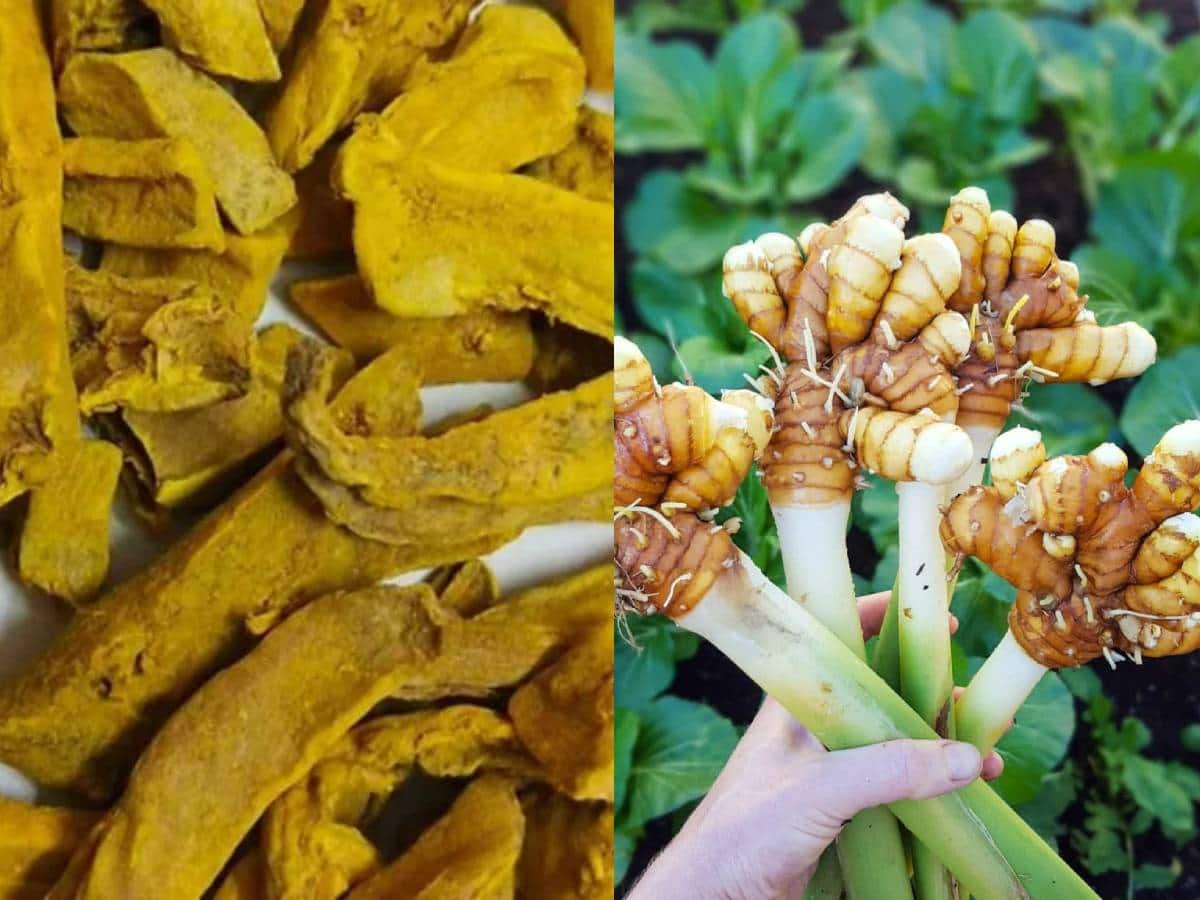 Wild Turmeric: বুনো ভেবে পাত্তা দেন না? কিন্তু জানেন কি ‘এই’ একটি গাছই ...